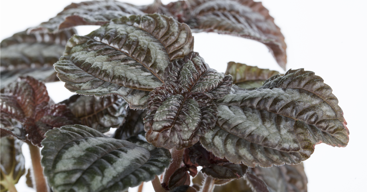 Pilea repens, Kanonierblume - Stanze Gartencenter in Hannover Hemmingen