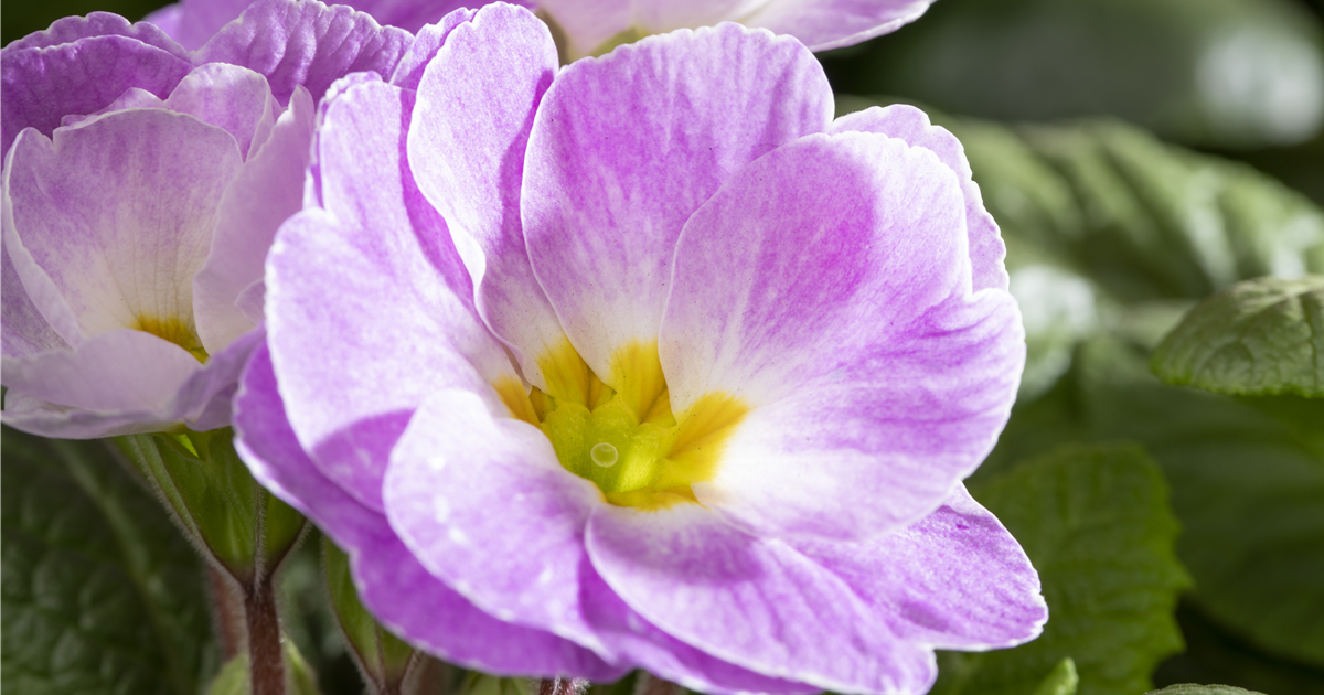 Primula vulgaris 'Milkshake', Primel 'Milkshake' - Stanze Gartencenter ...