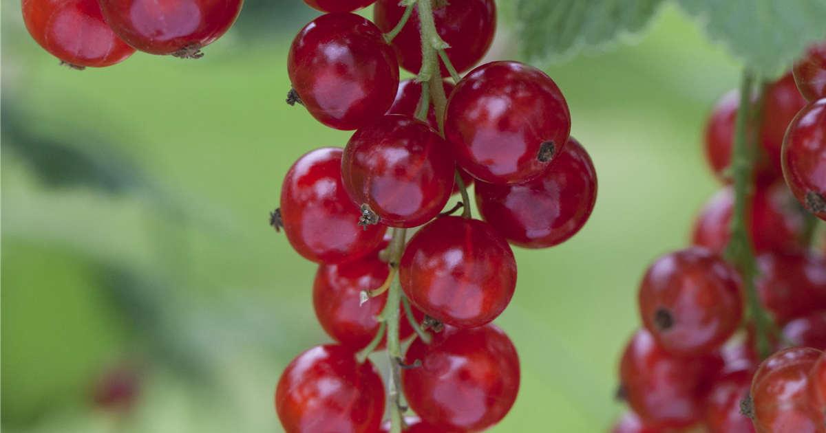 Ribes rubrum, Rote Johannisbeere - Stanze Gartencenter in Hannover ...