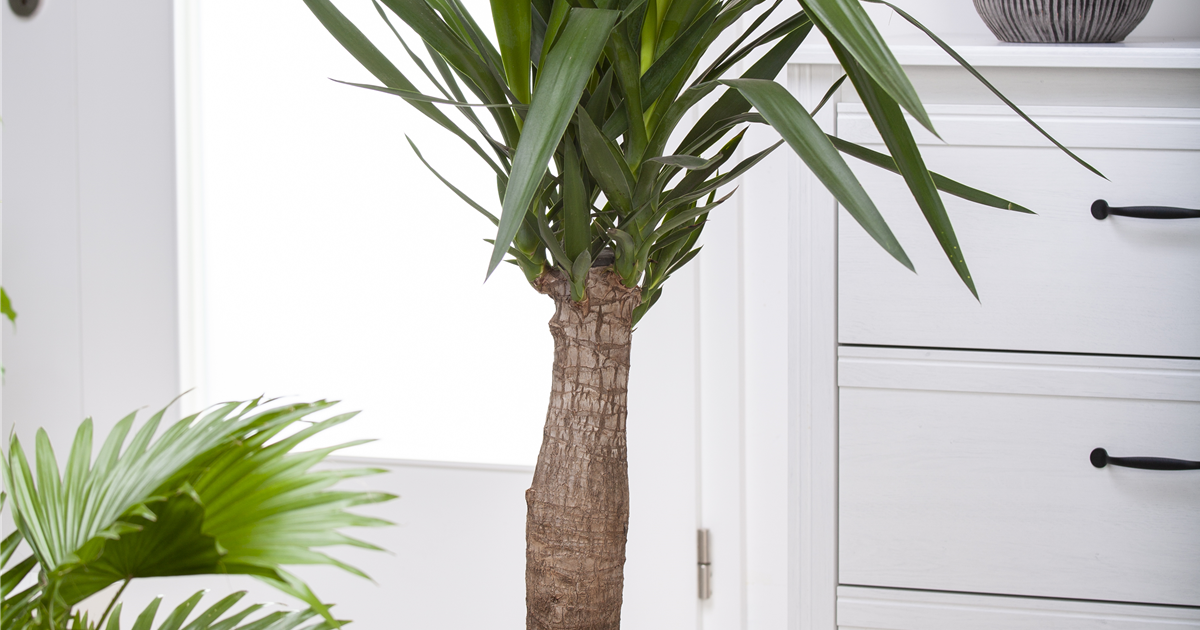 Yucca elephantipes 'Maya Tree', Palmlilie 'Maya Tree' - Stanze ...