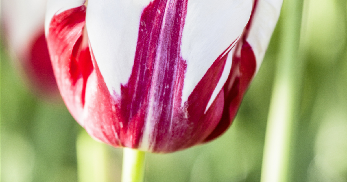 Tulipa 'World Expression', Tulpe 'World Expression' - Stanze ...