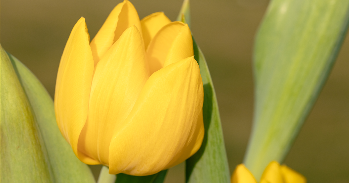 Tulipa 'Yellow Baby', Tulpe 'Yellow Baby' - Stanze Gartencenter in ...