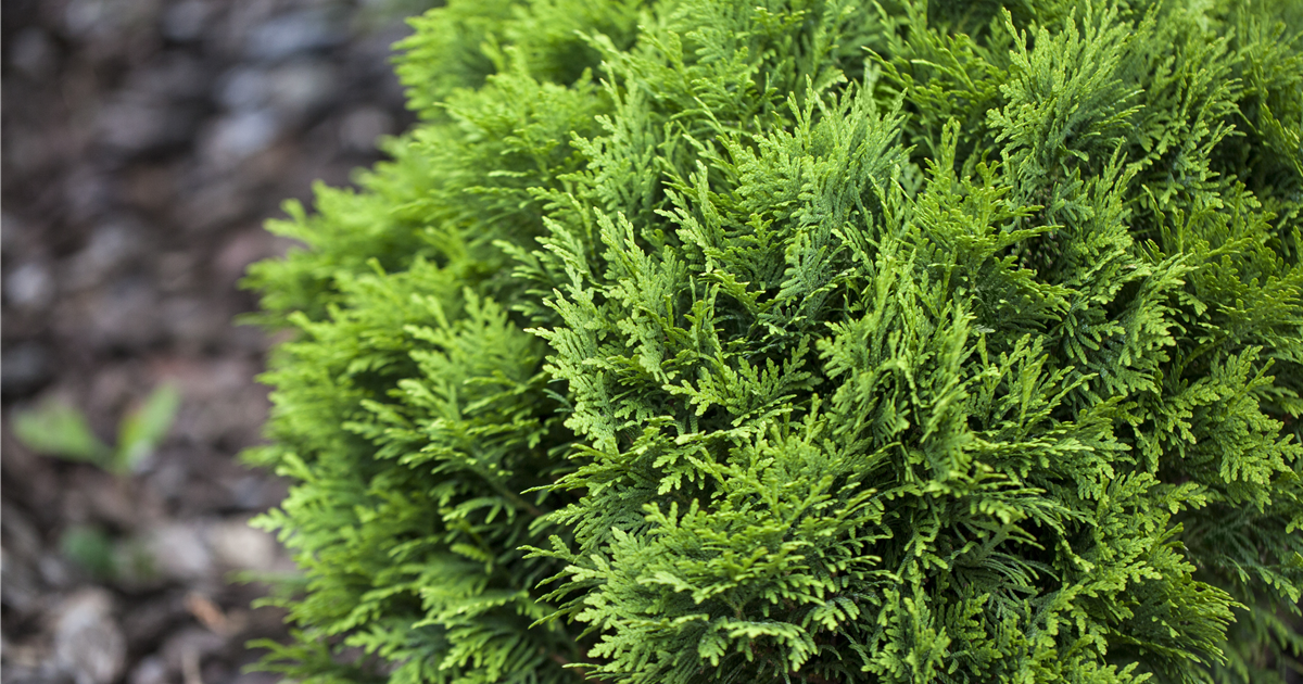 Thuja occidentalis 'Little Gem', Lebensbaum 'Little Gem' - Stanze ...