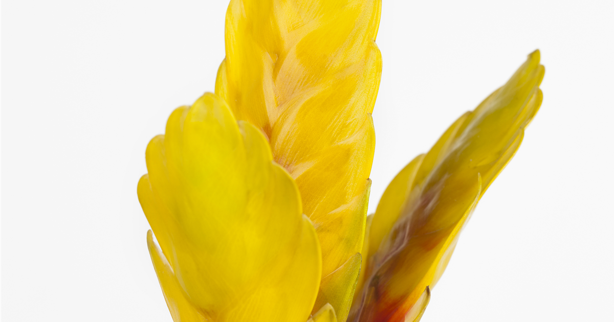 Vriesea 'Intenso Yellow', Flammendes Schwert 'Intenso Yellow' - Stanze ...