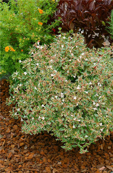 ConfettiÂ® Dwarf Abelia Abelia Grandiflora 'Confetti', 53% OFF