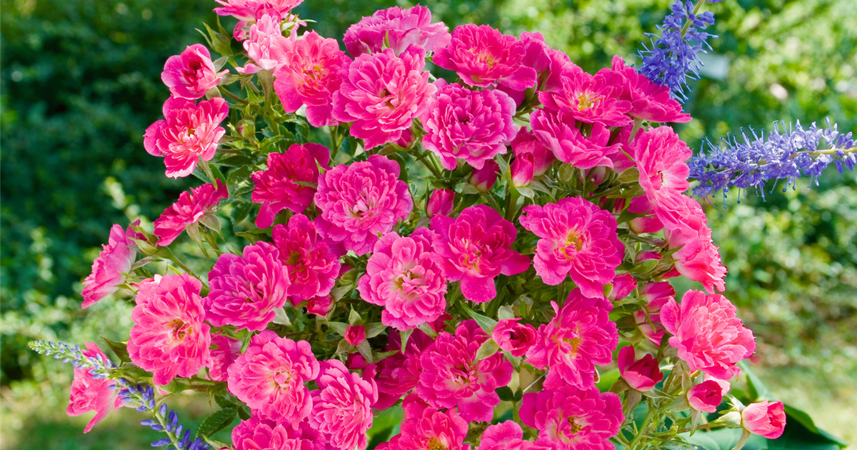 Rosa 'Magic Carpet', Bodendeckerrose 'Magic Carpet' - Stanze ...