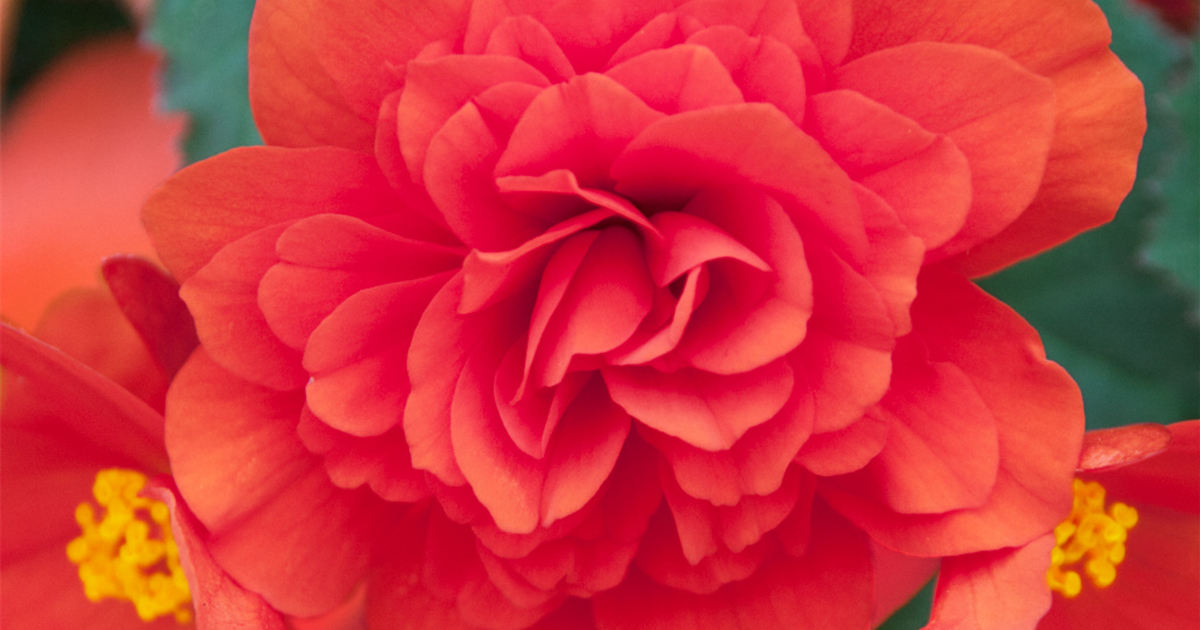 Begonia boliviensis 'Victoria Falls', Begonie 'Victoria Falls' - Stanze ...