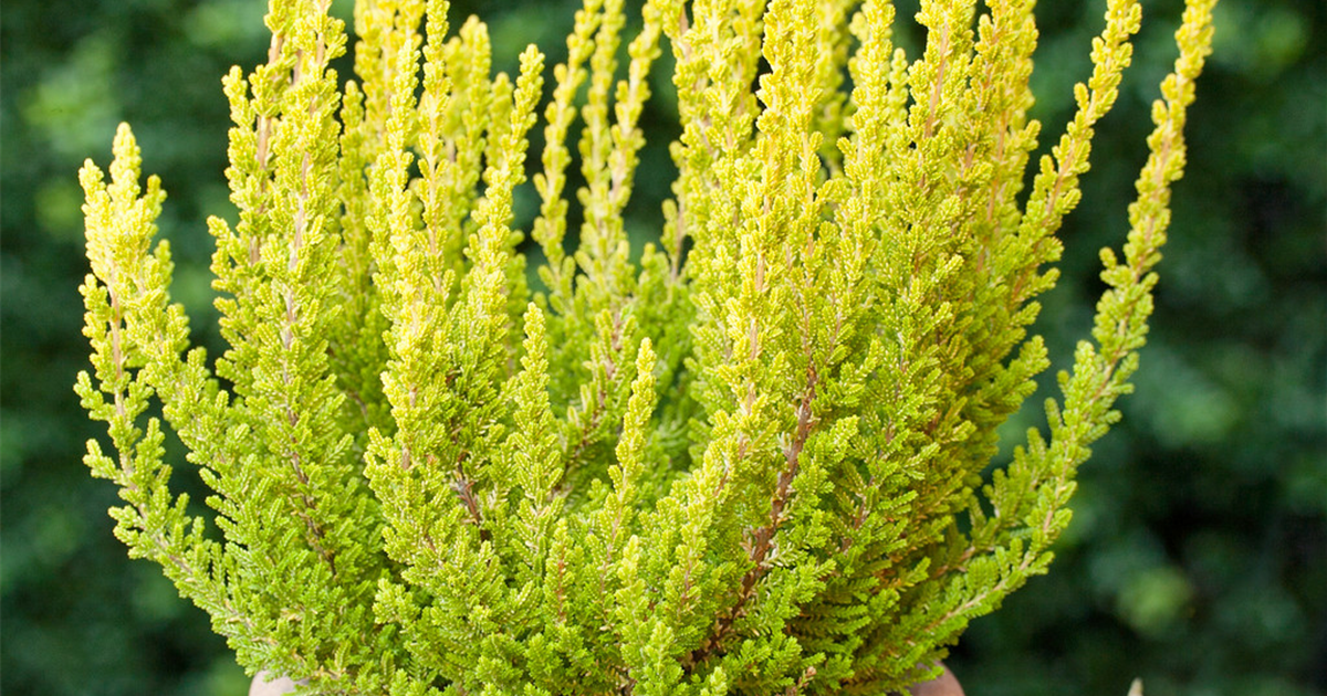 Calluna vulgaris Gardengirls® 'Zeta', Winterharte Knospenheide ...