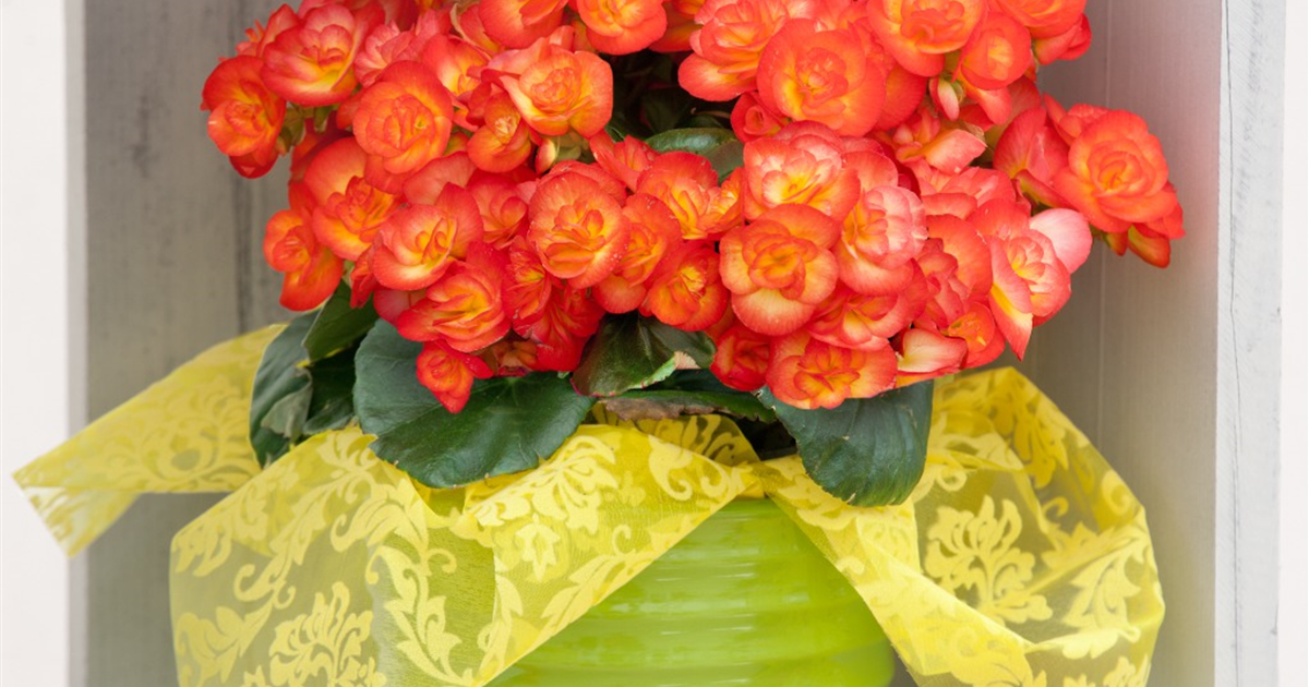 Begonia elatior 'Netja Gruppe', Begonie - Stanze Gartencenter in ...