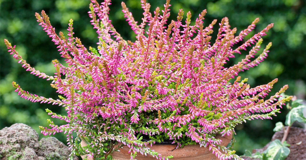 Calluna vulgaris, rosa, Besenheide - Stanze Gartencenter in Hannover ...