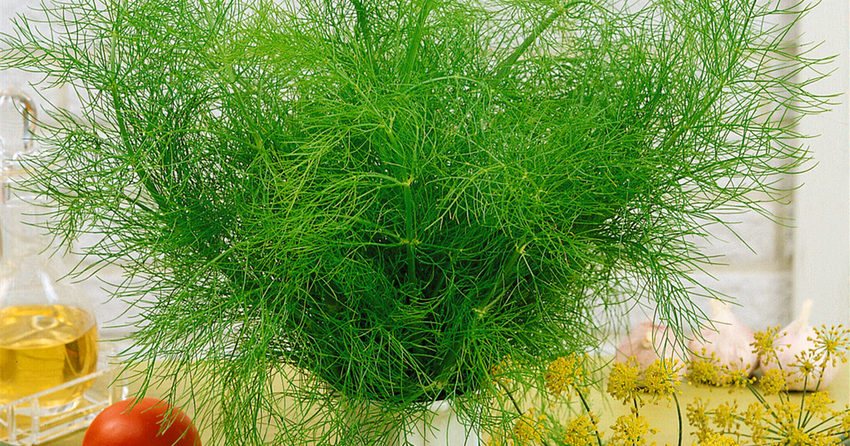 Anethum graveolens 'Mammut', Dill 'Mammut' - Stanze Gartencenter in ...