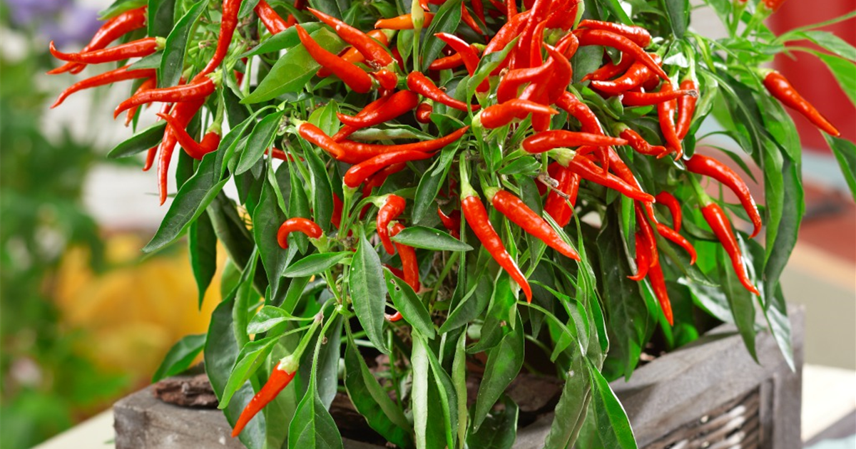 Capsicum annuum 'Apache', Chili 'Apache' - Stanze Gartencenter in ...