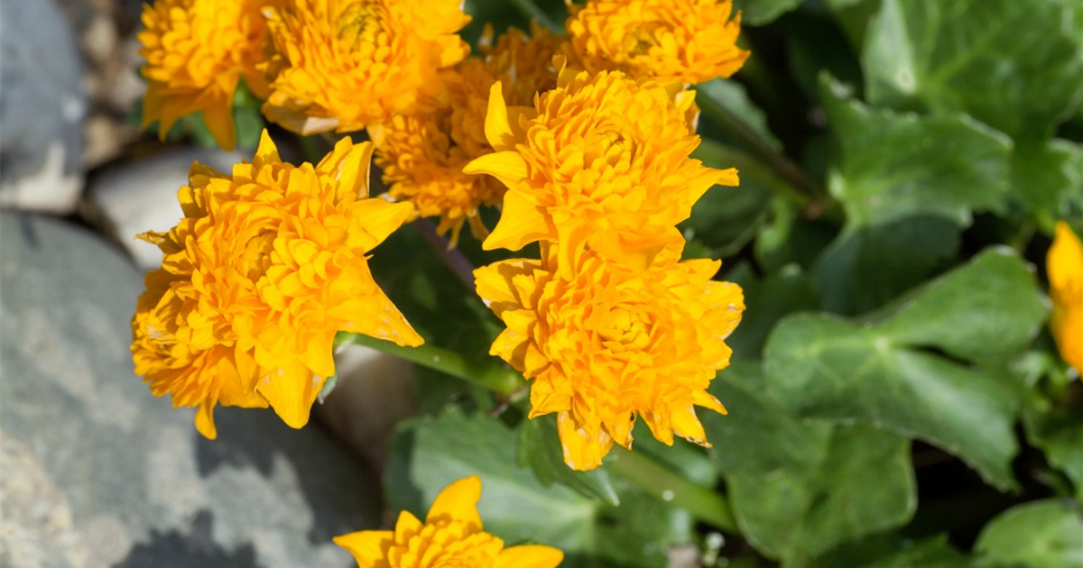 Caltha palustris 'Plena', Sumpfdotterblume 'Plena' - Stanze ...
