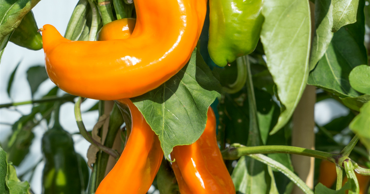 Capsicum annuum 'Bullhorn Chili, Chili 'Bullhorn' - Stanze Gartencenter ...