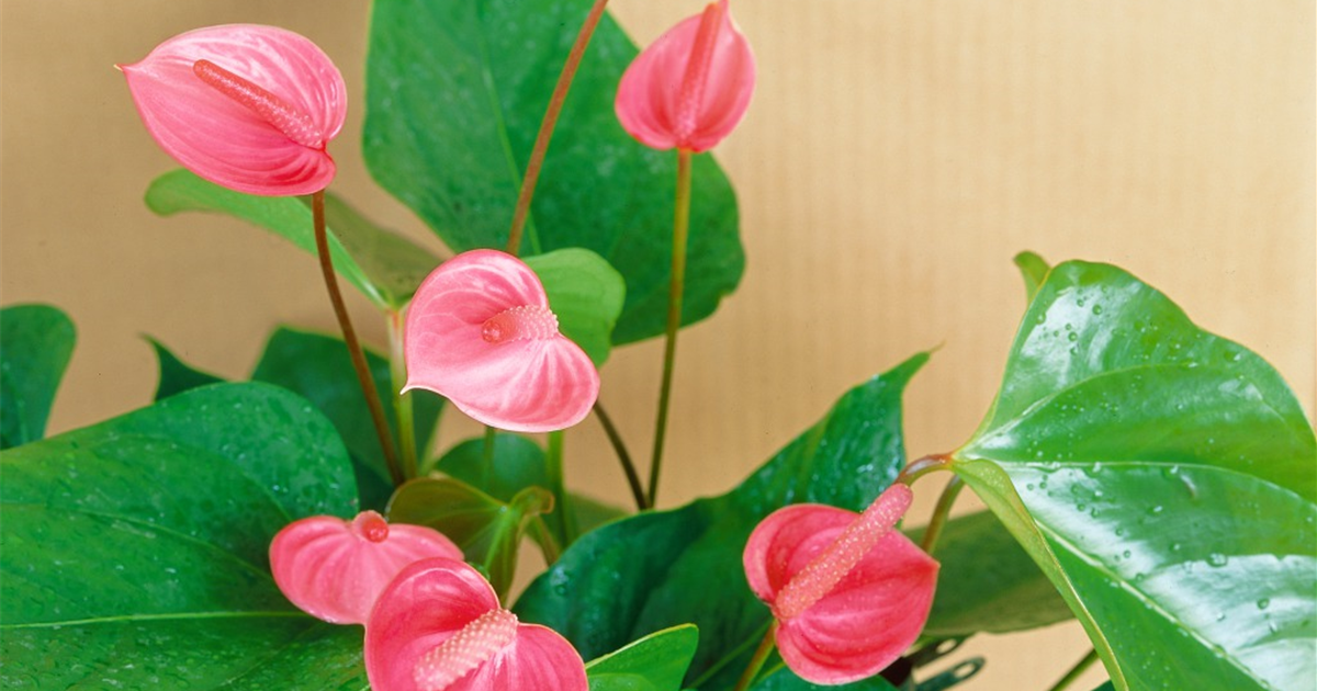 Anthurium x andreanum 'Pink Fever'®, Flamingoblume 'Pink Fever ...
