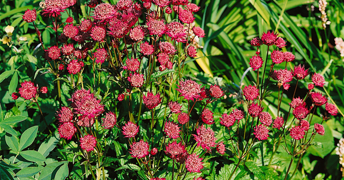 Astrantia major 'Ruby Star'®, Garten-Sterndolde 'Ruby Star'® - Stanze ...