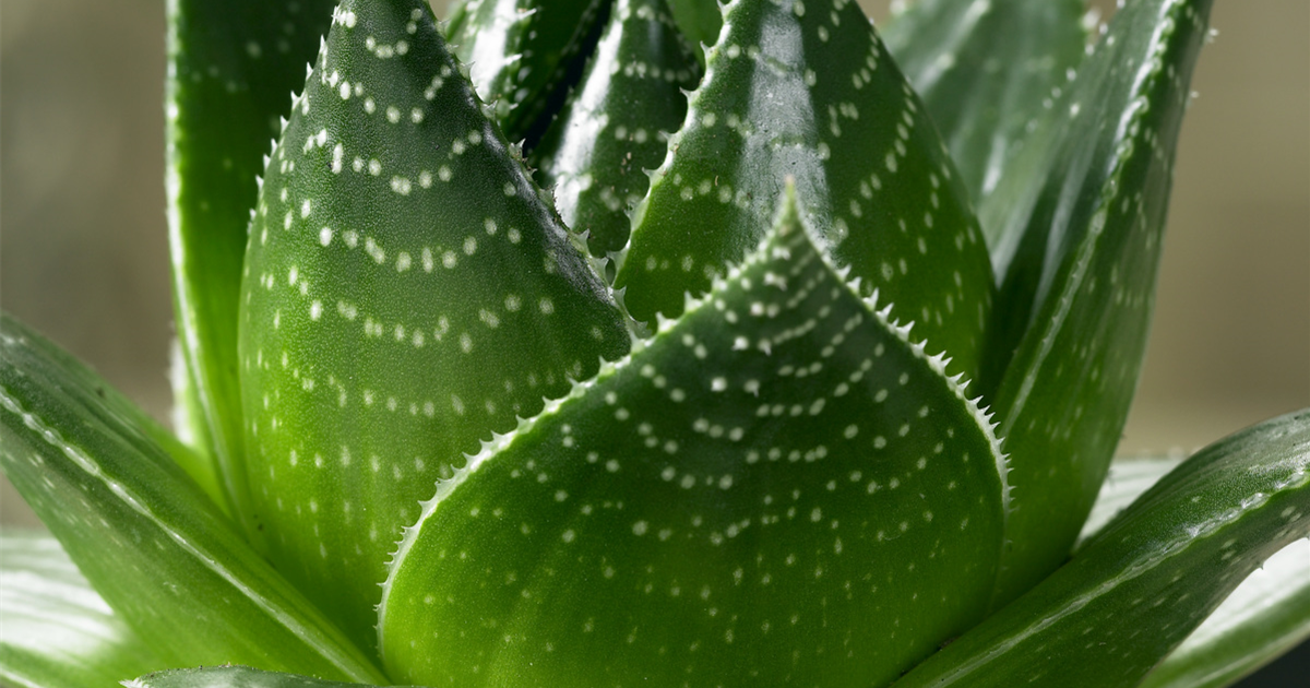 Aloe aristata 'Cosmo'®, Aloe 'Cosmo'® - Stanze Gartencenter in Hannover ...