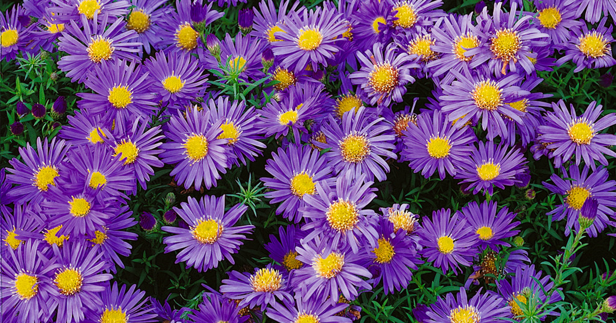 Aster dumosus 'Amethyst', Garten-Kissen-Aster 'Amethyst' - Stanze ...