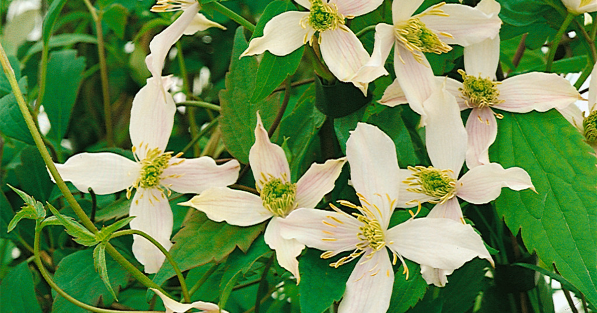 Clematis montana 'Wilsonii', Berg-Waldrebe 'Wilsonii' - Stanze ...