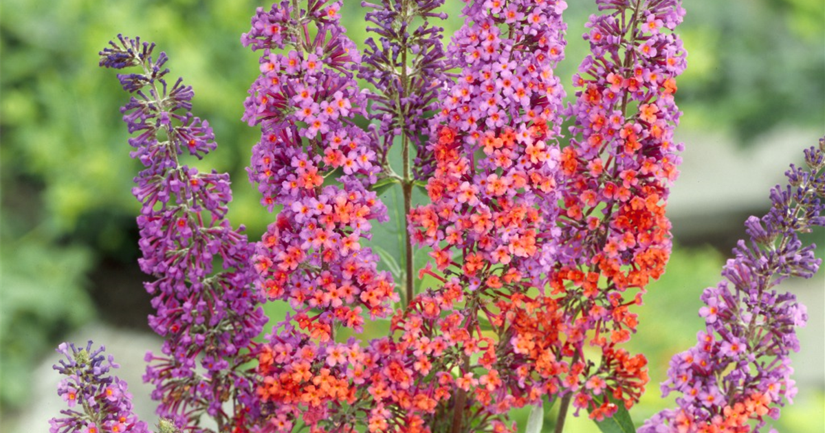 Buddleja davidii 'Flower Power'®, Sommerflieder 'Flower Power ...