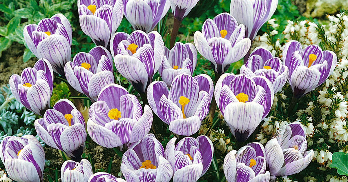 Crocus vernus 'Striped Beauty', Frühlings-Krokus 'Striped Beauty ...