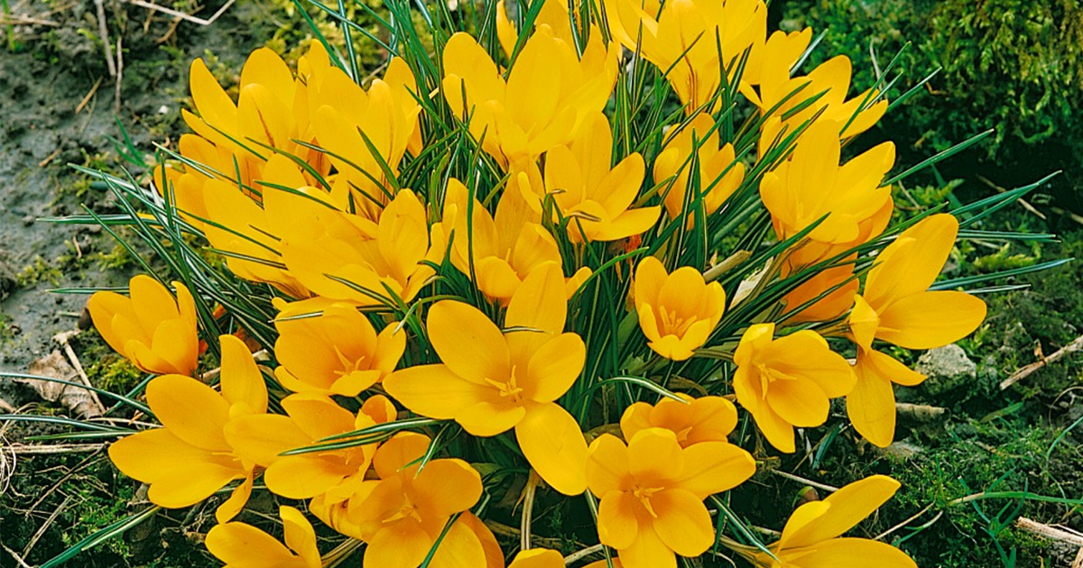 Crocus vernus 'Yellow Giant', Frühlings-Krokus 'Yellow Giant' - Stanze ...