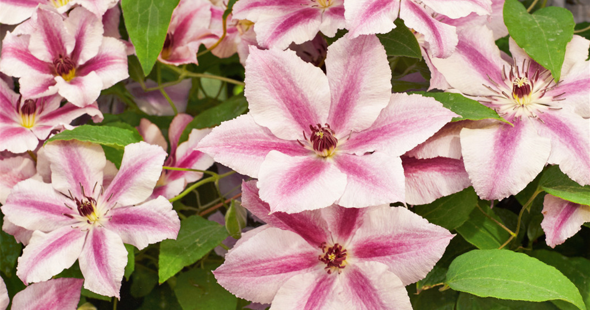 Clematis 'Oh La La', Waldrebe 'Oh La La' - Stanze Gartencenter in Hannover Hemmingen