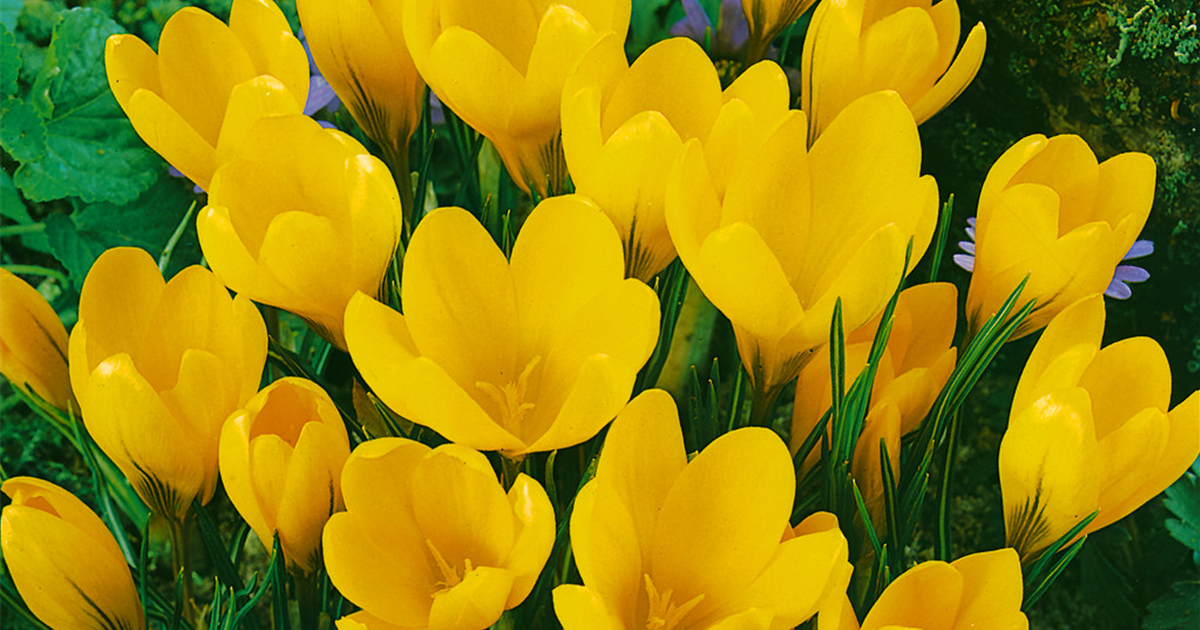 Crocus vernus 'Yellow Mammoth', Frühlings-Krokus 'Yellow Mammoth' - Stanze Gartencenter in ...