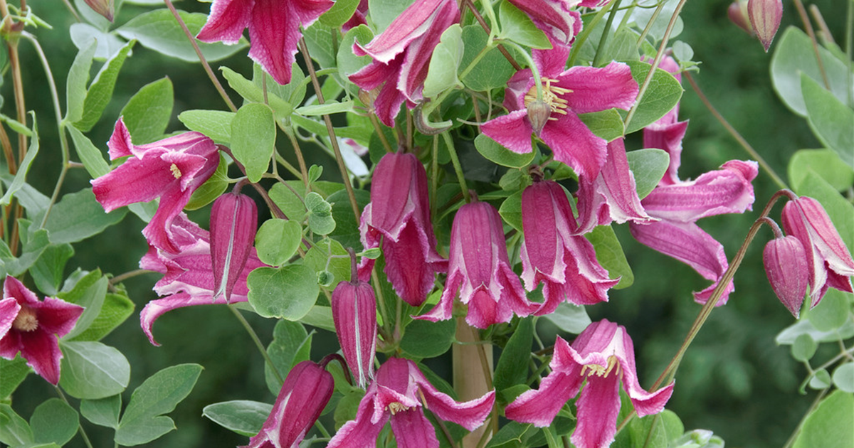 Clematis texensis 'Ruby Wedding'(s), Texas-Waldrebe 'Ruby Wedding'(s ...