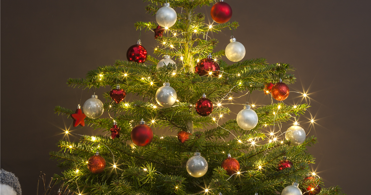 Der Christbaum: Zur Tradition des Weihnachtsbaums - Stanze Gartencenter ...
