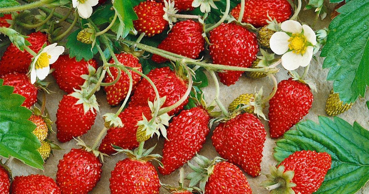 Fragaria vesca 'Hummi® Waldfee', Walderdbeere 'Hummi® Waldfee' - Stanze ...