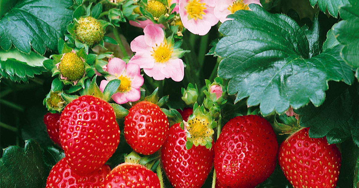 Fragaria x ananassa 'Fragoo', Erdbeere 'Fragoo' - Stanze Gartencenter ...