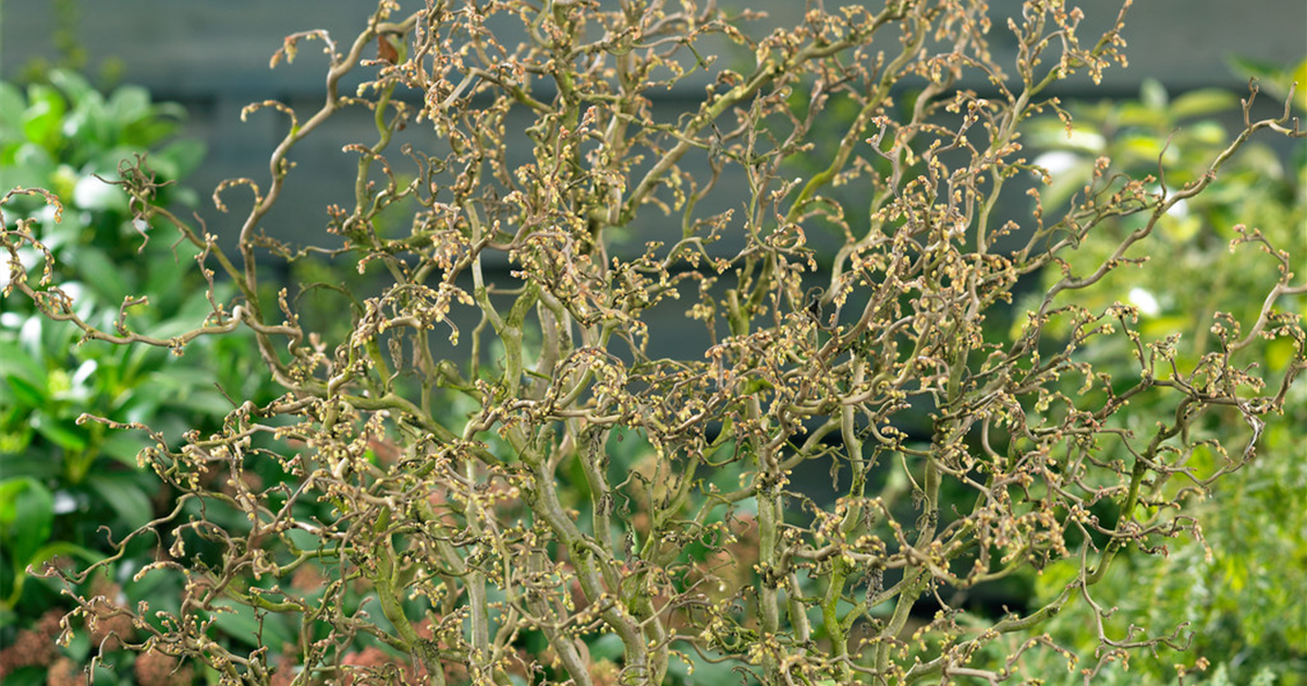 Corylus avellana 'Twister', Korkenzieher-Haselnuss 'Twister' - Stanze ...