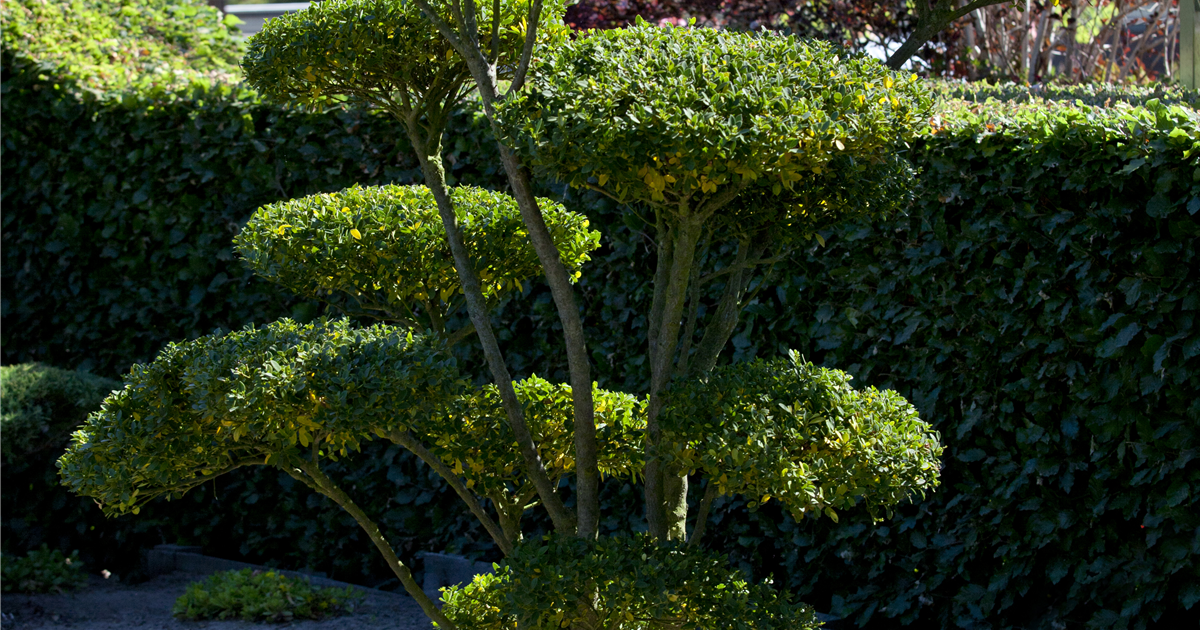 Gut in Form: Wissenswertes über Buchsbaum - Stanze Gartencenter in ...