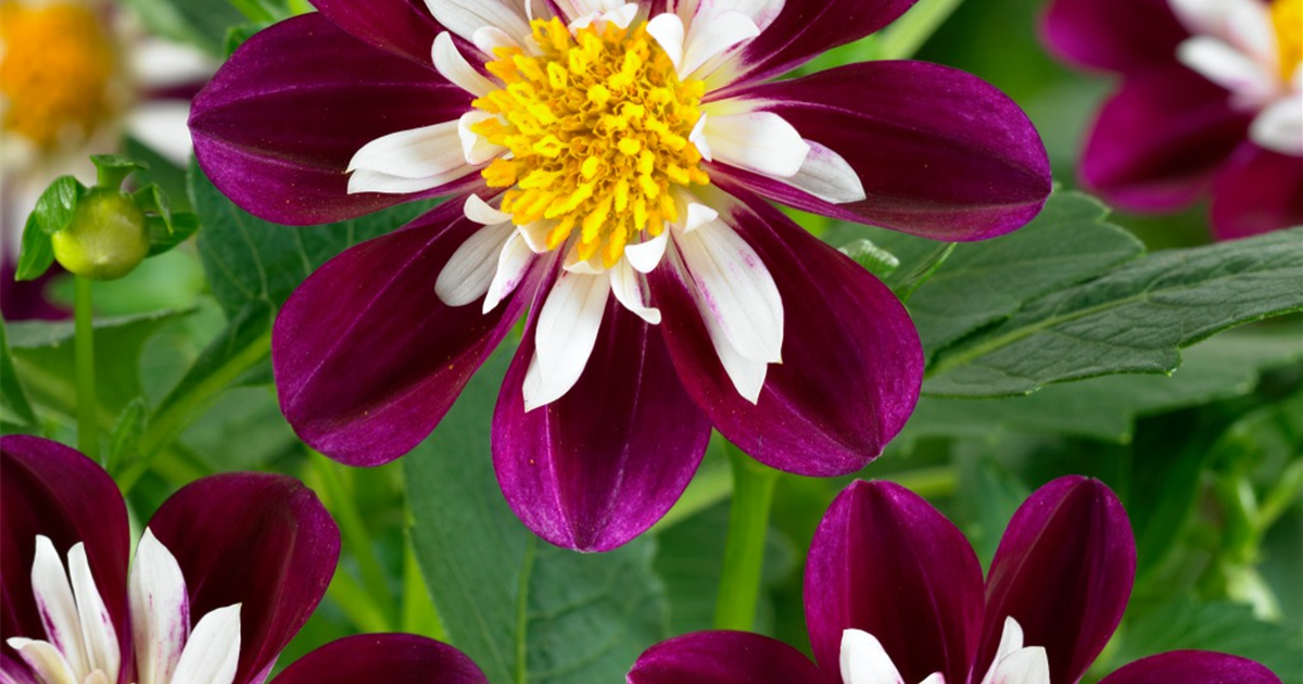 Dahlia 'Beckey', Dahlie 'Beckey' - Stanze Gartencenter in Hannover ...
