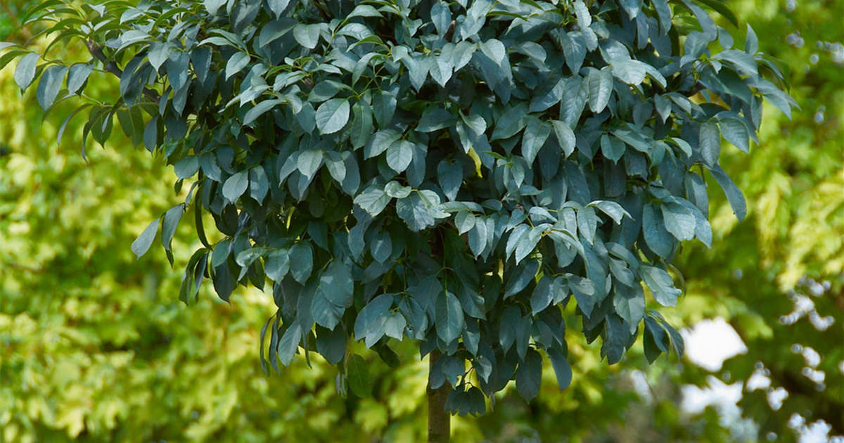 Fraxinus ornus 'Mecsek', Blumenesche 'Mecsek' - Stanze Gartencenter in ...