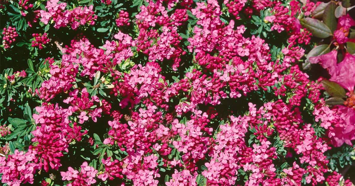 Daphne cneorum, Rosmarinseidelbast - Stanze Gartencenter in Hannover ...