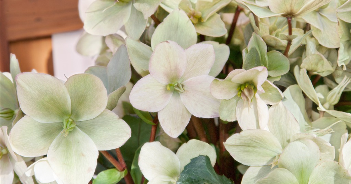 Helleborus x ericsmithii 'HGC Champion'®, Christrose 'HGC Champion ...