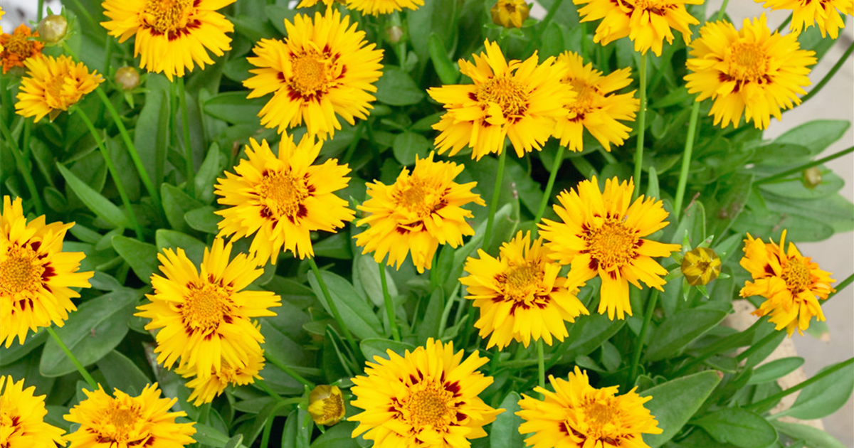 Coreopsis grandiflora 'Rising Sun', Großblumiges Mädchenauge 'Rising ...