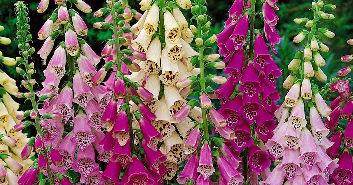 Digitalis purpurea 'Foxy Hybrids', Garten-Fingerhut - Stanze ...