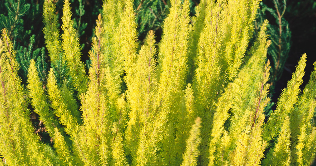 Erica arborea 'Albert´s Gold', Baumheide 'Albert's Gold' - Stanze ...