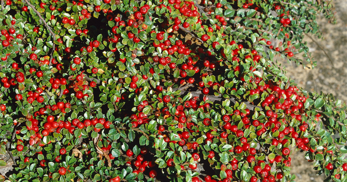 Cotoneaster praecox 'Hessei', Felsenmispel 'Hessei' - Stanze ...