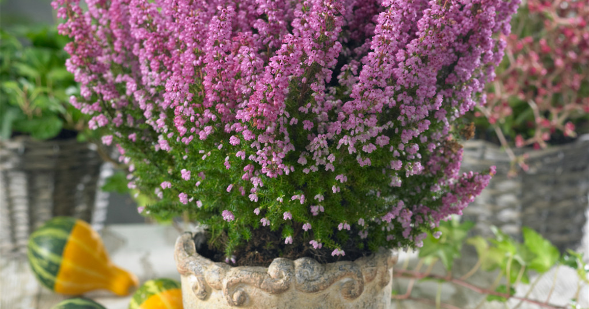 Erica gracilis 'Beauty Queens'®, Glockenheide 'Beauty Queens'® - Stanze ...