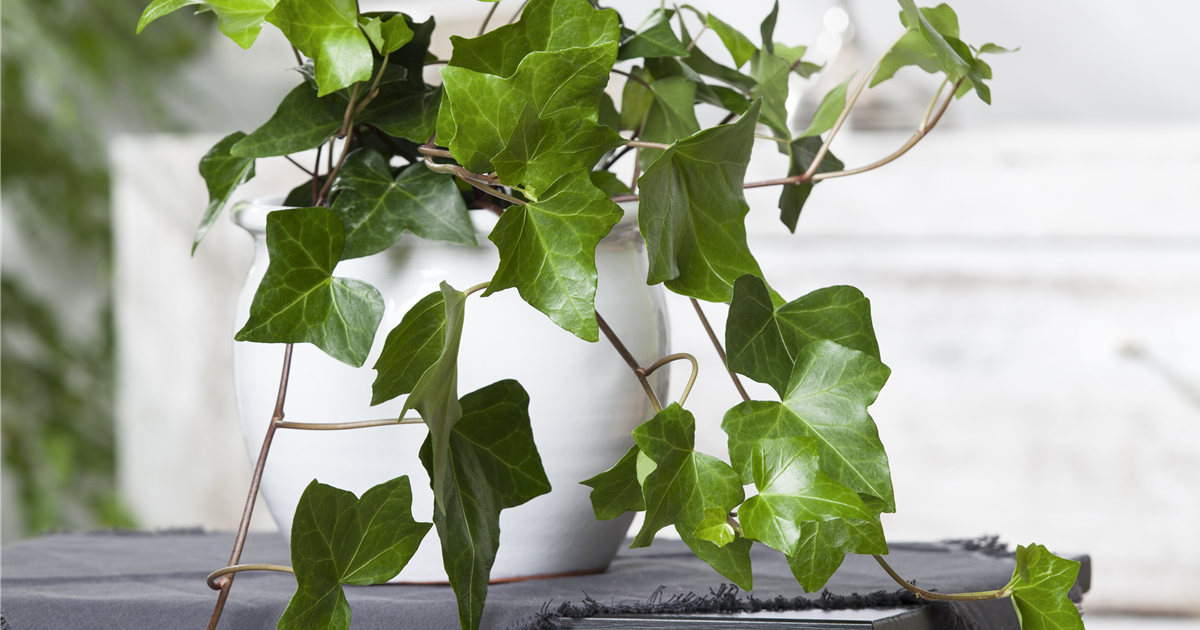 Hedera helix, Indoor, Zimmer-Efeu - Stanze Gartencenter in Hannover ...
