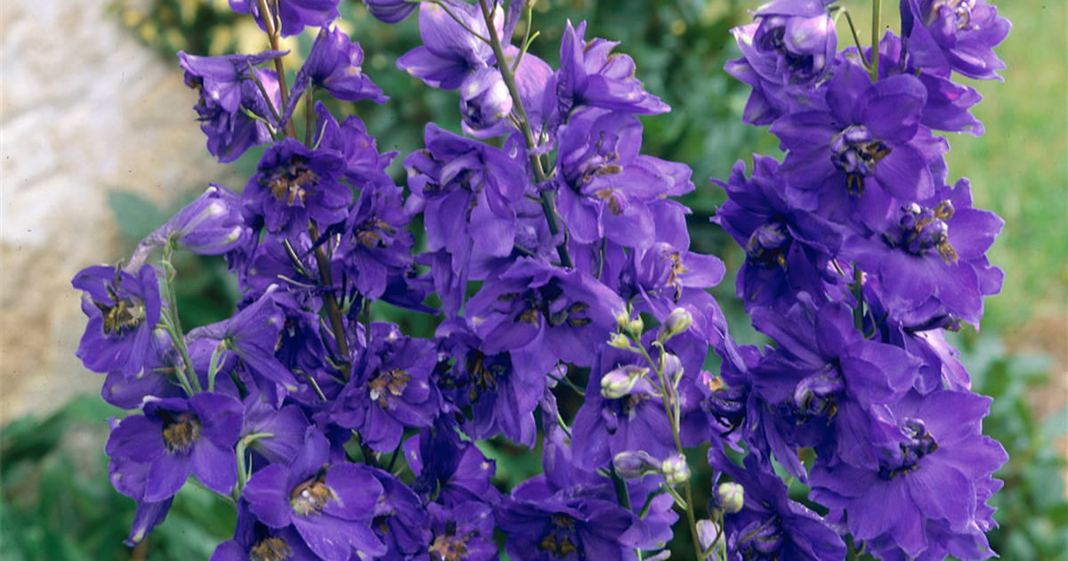 Delphinium pacific 'Black Knight', Pacific-Garten-Rittersporn 'Black Knight' - Stanze ...