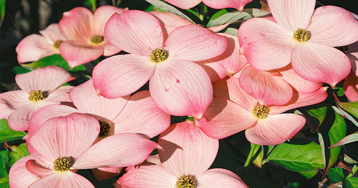 Cornus florida 'Royal Red', Amerikanischer Blumen-Hartriegel 'Royal Red ...