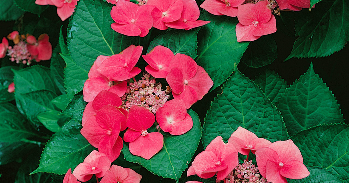 Hydrangea macrophylla 'Teller Red', Tellerhortensie 'Teller Red ...