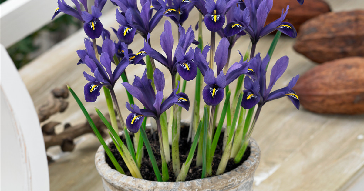 Iris reticulata 'Pixie', Zwerg-Iris 'Pixie' - Stanze Gartencenter in Hannover Hemmingen