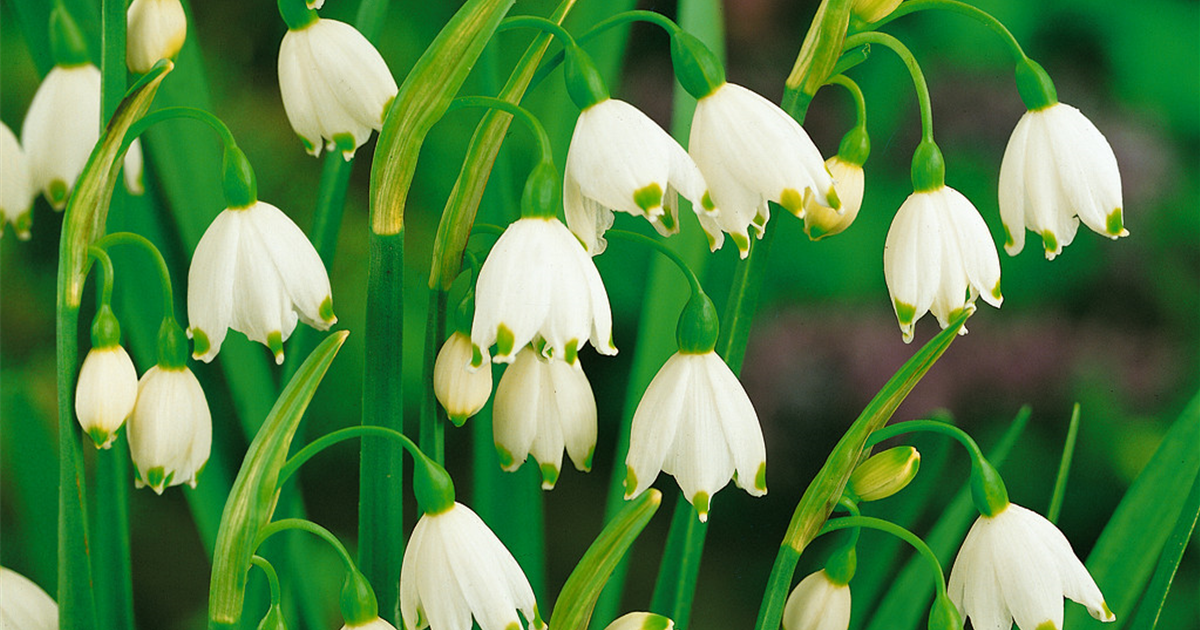 Leucojum aestivum 'Summer Twinkle', Sommer-Knotenblume 'Summer Twinkle ...