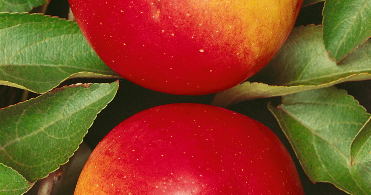 Malus domestica 'Jonathan', Apfel 'Jonathan' - Stanze Gartencenter in ...